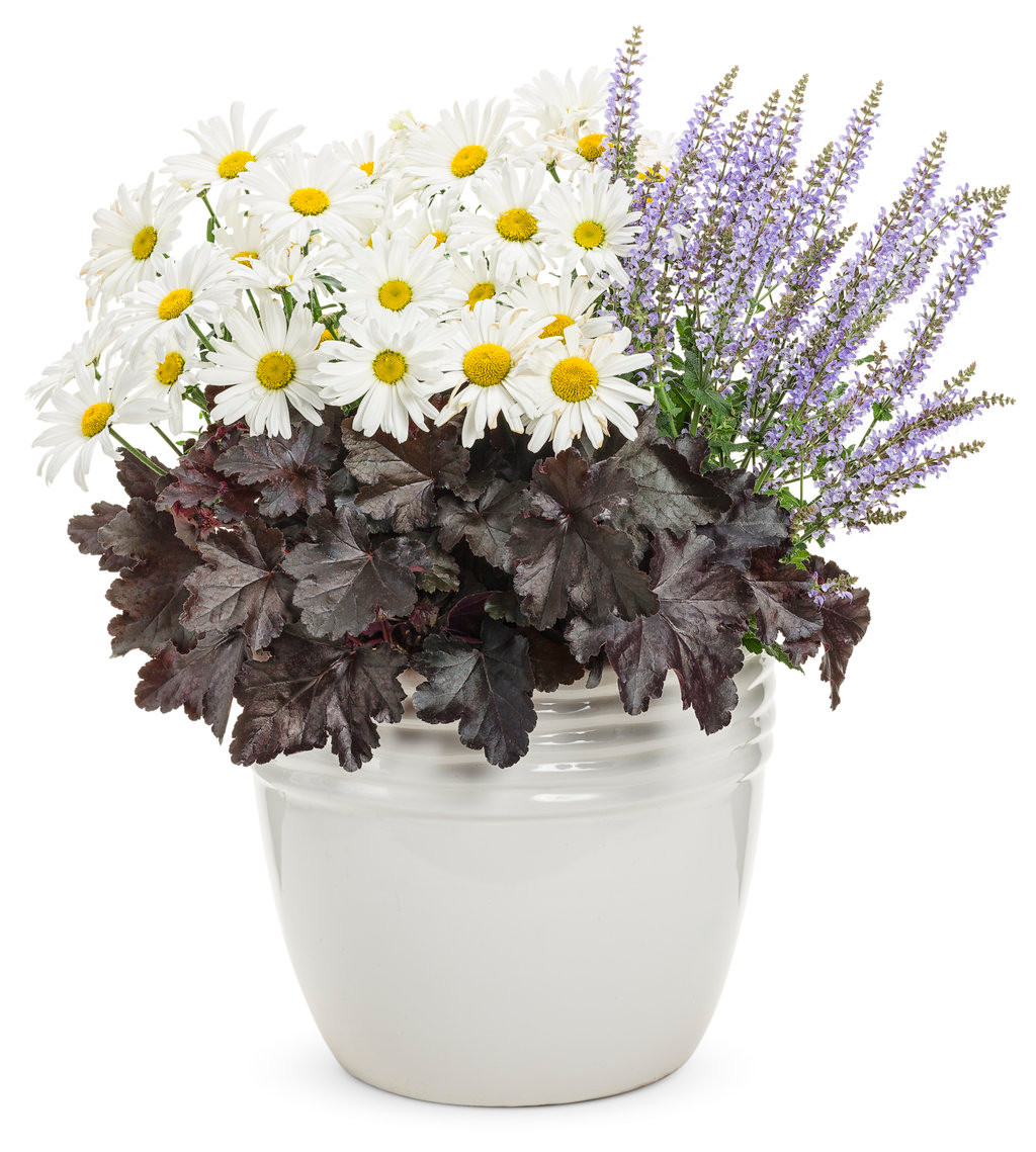 Amazing Daisies® Daisy May® Shasta Daisy | Plant Addicts