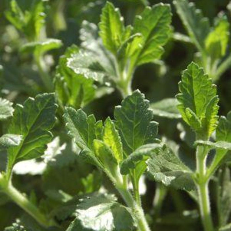 Germander Plant | Plant Addicts