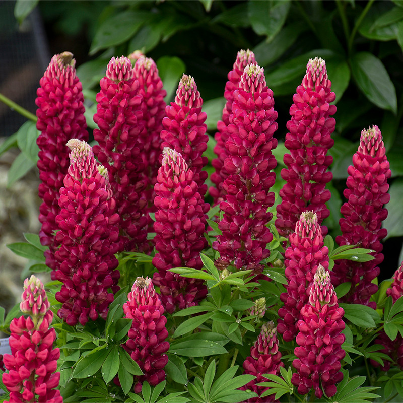 Mini Gallery Red Lupine | Plant Addicts