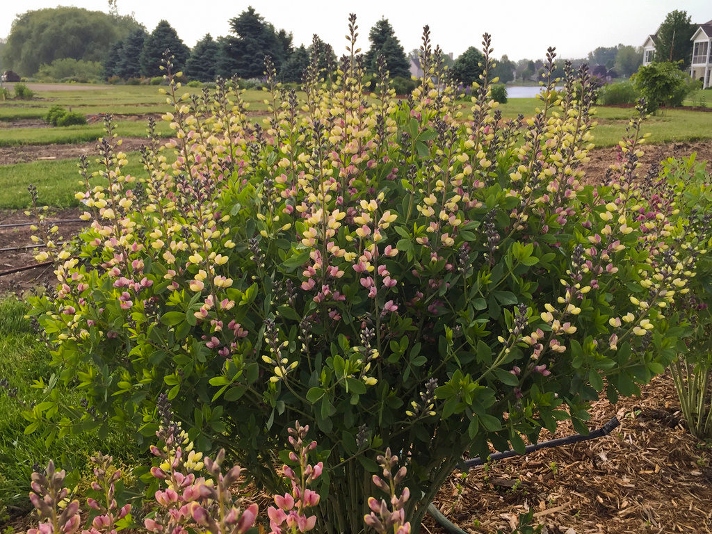 Decadence® Pink Lemonade False Indigo | Plant Addicts
