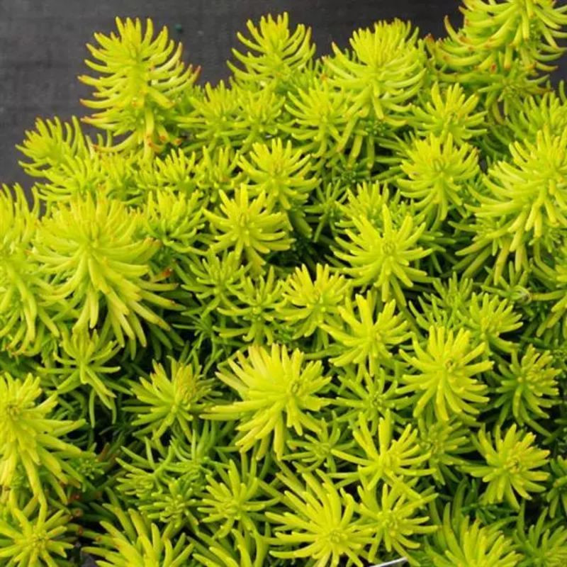 Prima Angelina Stonecrop Sedum | Plant Addicts