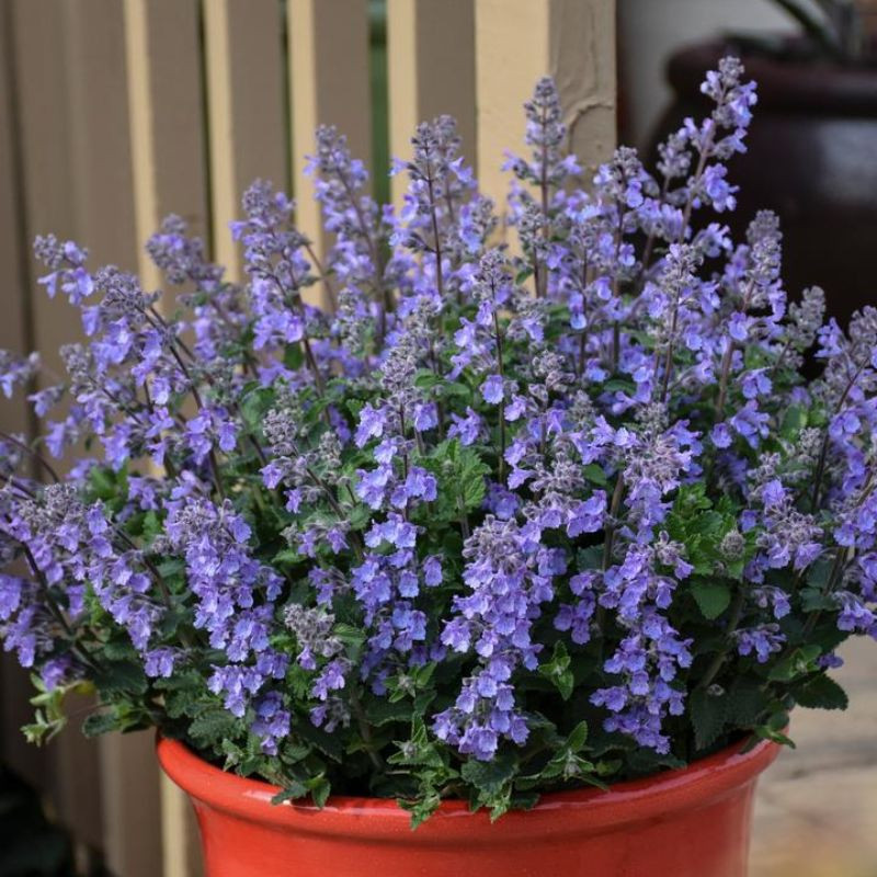 Picture Purrfect Catmint | Plant Addicts