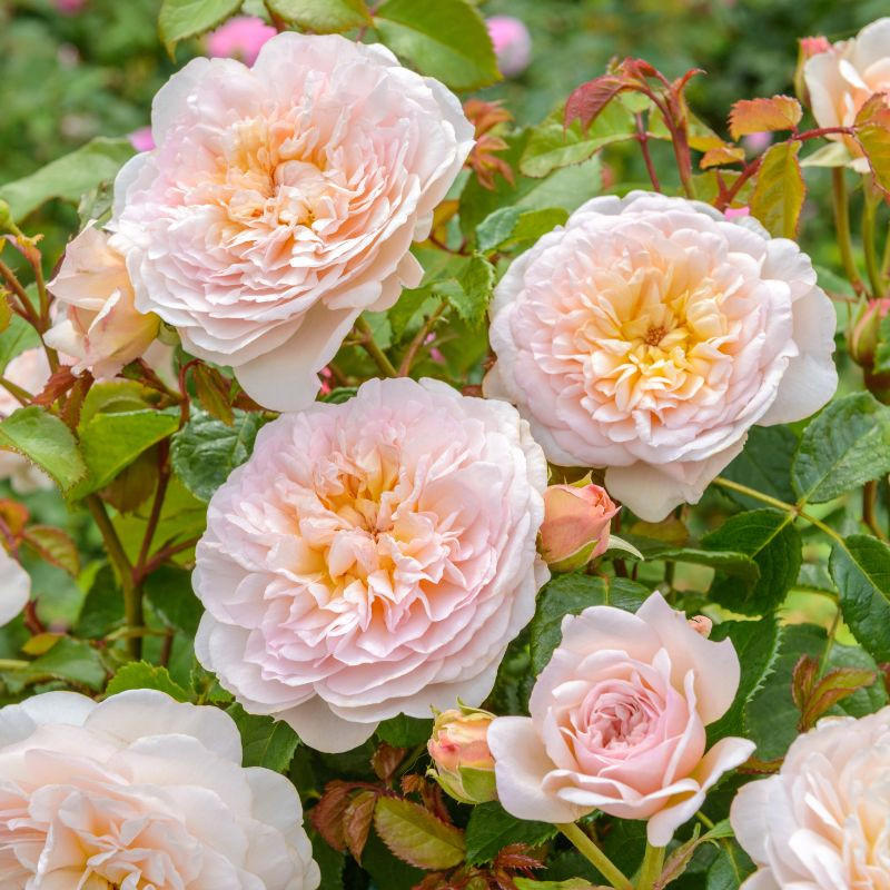 Emily Bronte Rose | Plant Addicts