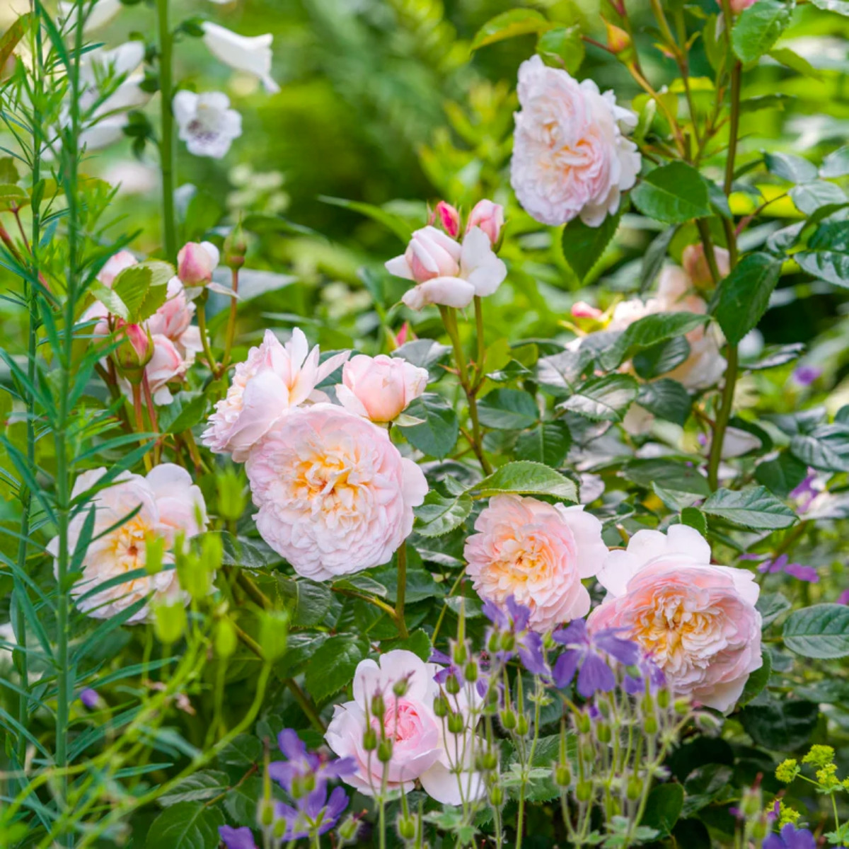 Emily Bronte Rose | Plant Addicts