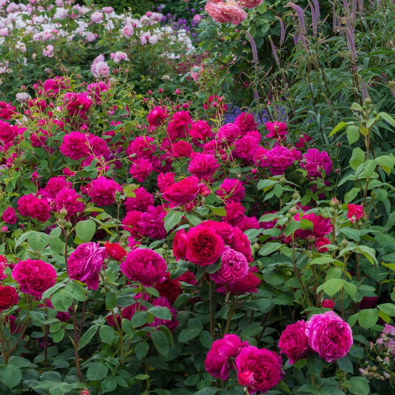 Thomas a Becket Rose | Plant Addicts