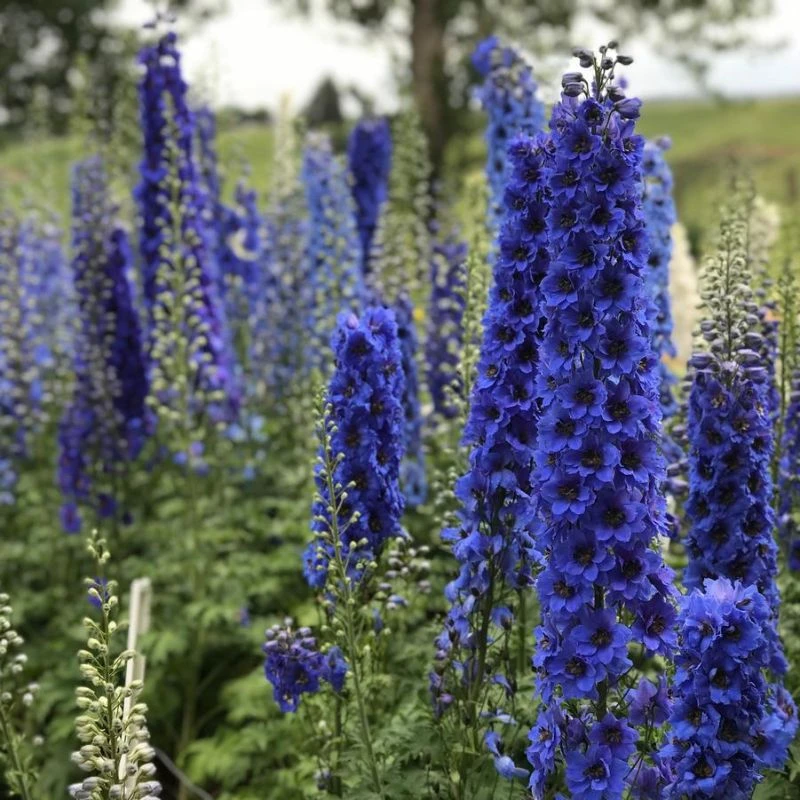 Blue Buccaneers Hybrid Bee Delphinium | Plant Addicts