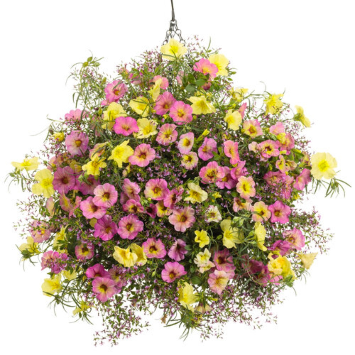 Superbells® Prismâ ¢ Pink Lemonade Calibrachoa | Plant Addicts