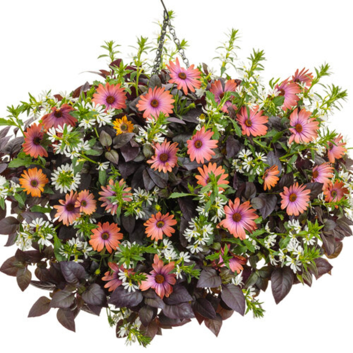 Bright Lights™ Horizon™ Sunset African Daisy | Plant Addicts