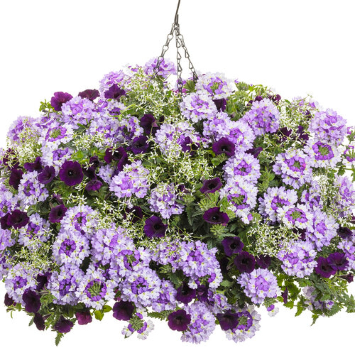 Supertunia Mini Vista® Midnight Petunia | Plant Addicts