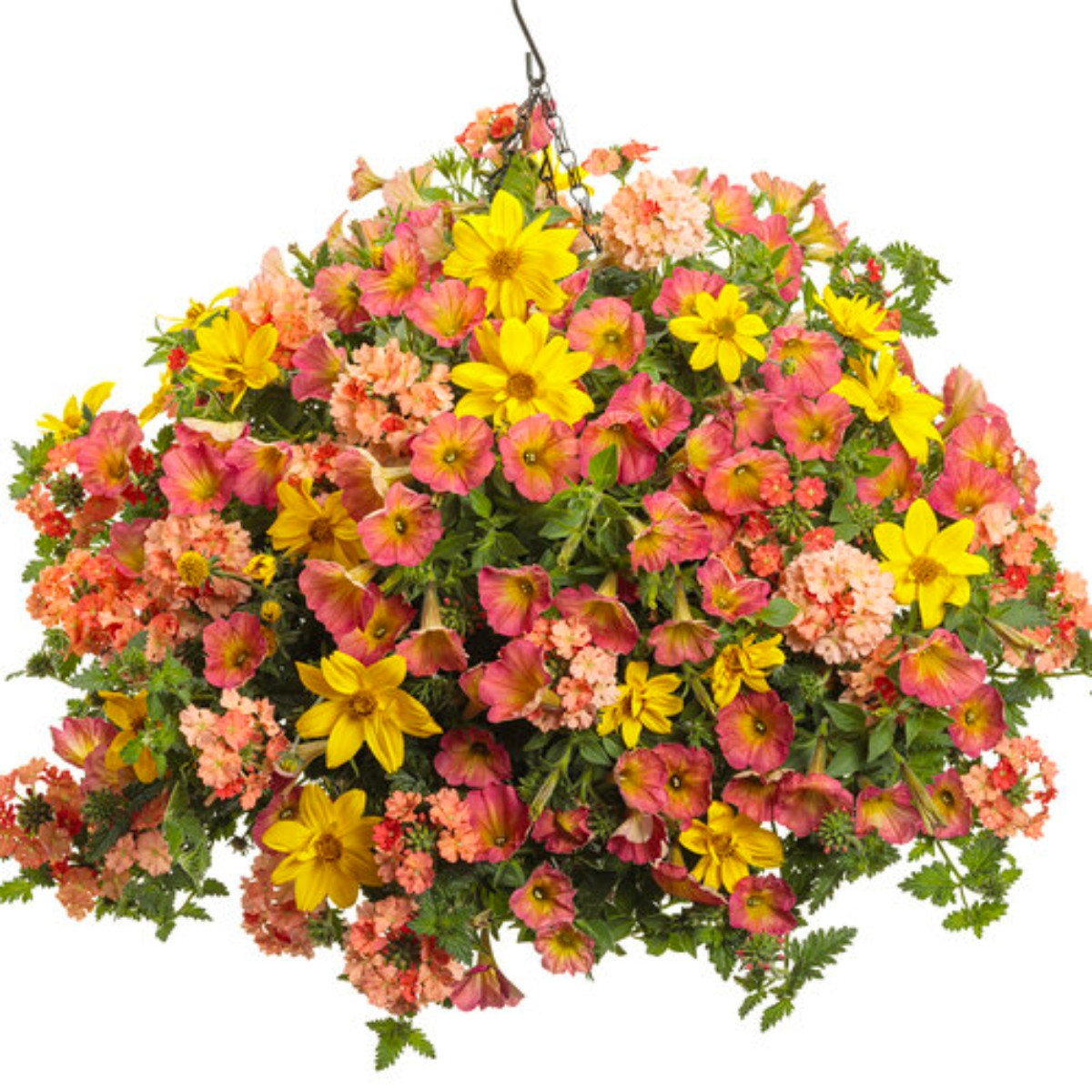 Supertunia® Persimmon Petunia | Plant Addicts