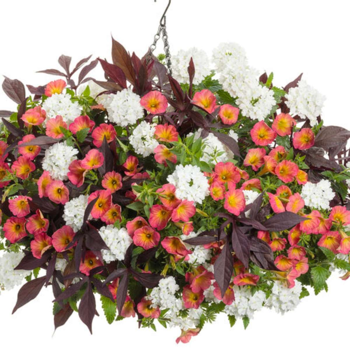 Supertunia® Persimmon Petunia | Plant Addicts