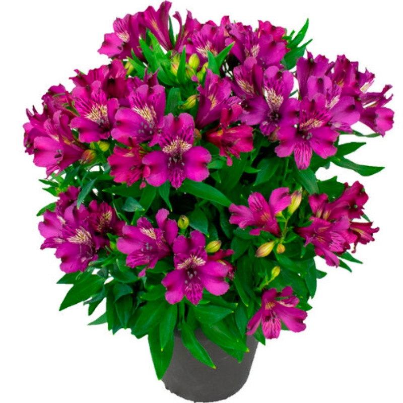 Inca Ice Peruvian Lily | Plant Addicts