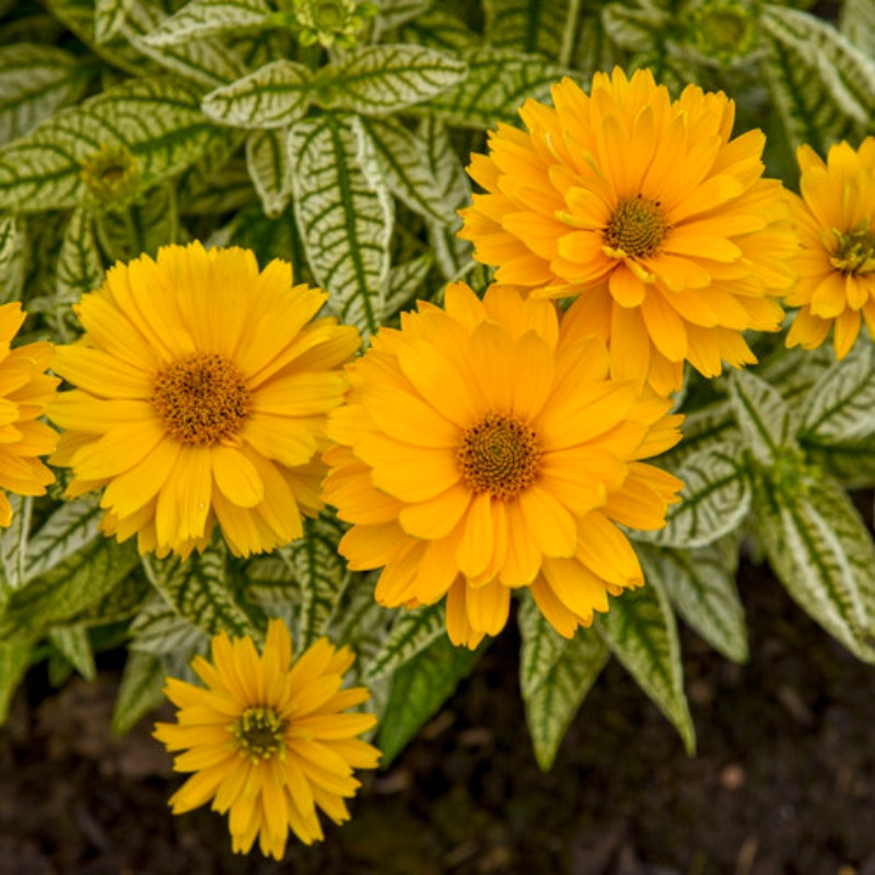 Tuscan Gold False Sunflower | Plant Addicts