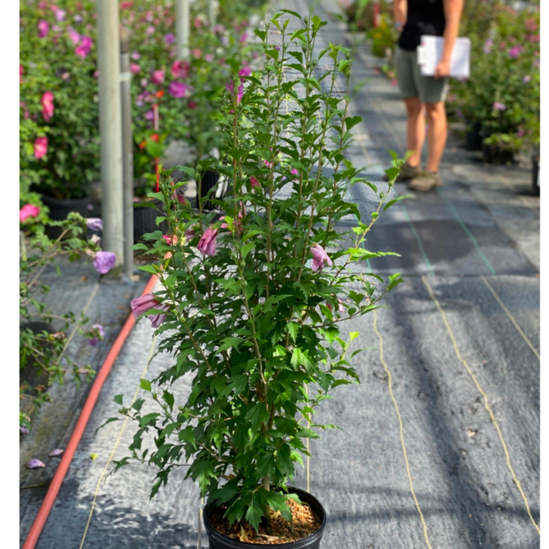 Red Pillar™ Rose Of Sharon Plant Addicts