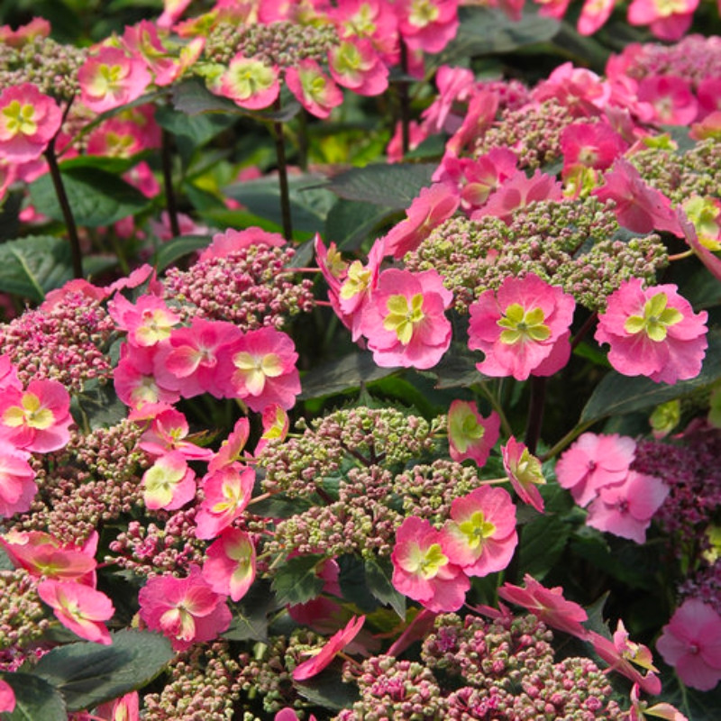 Mountain Hydrangeas | | Hydrangea Serrata | Plant Addicts