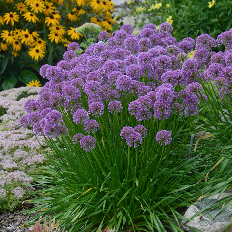 Millenium Allium | Plant Addicts