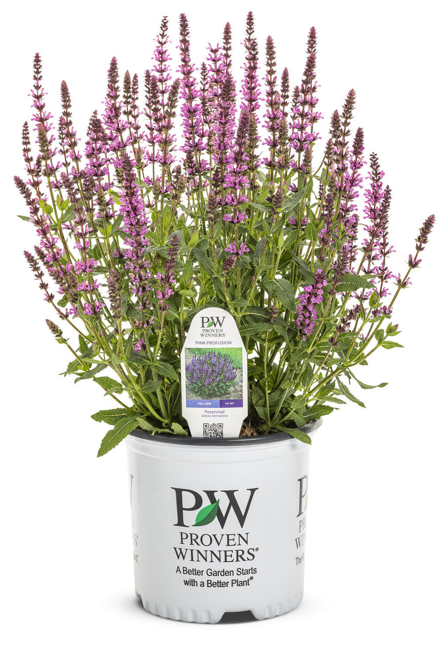 Pink Profusion Salvia | Plant Addicts
