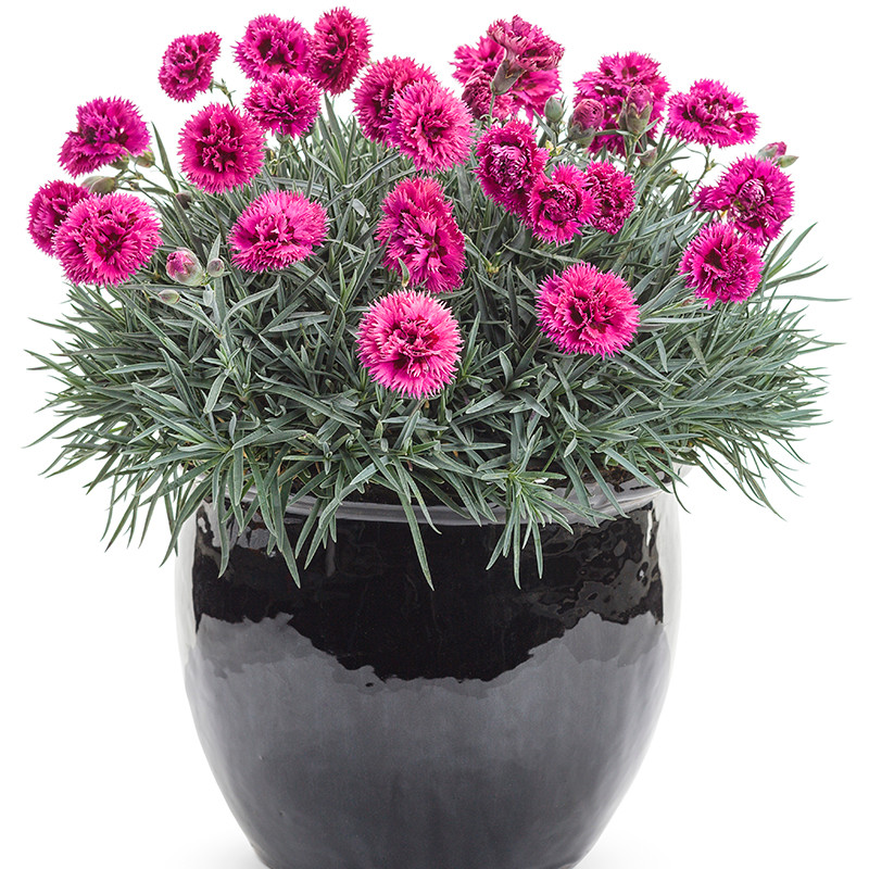 Fruit Punch® Raspberry Ruffles Pinks Dianthus | Plant Addicts