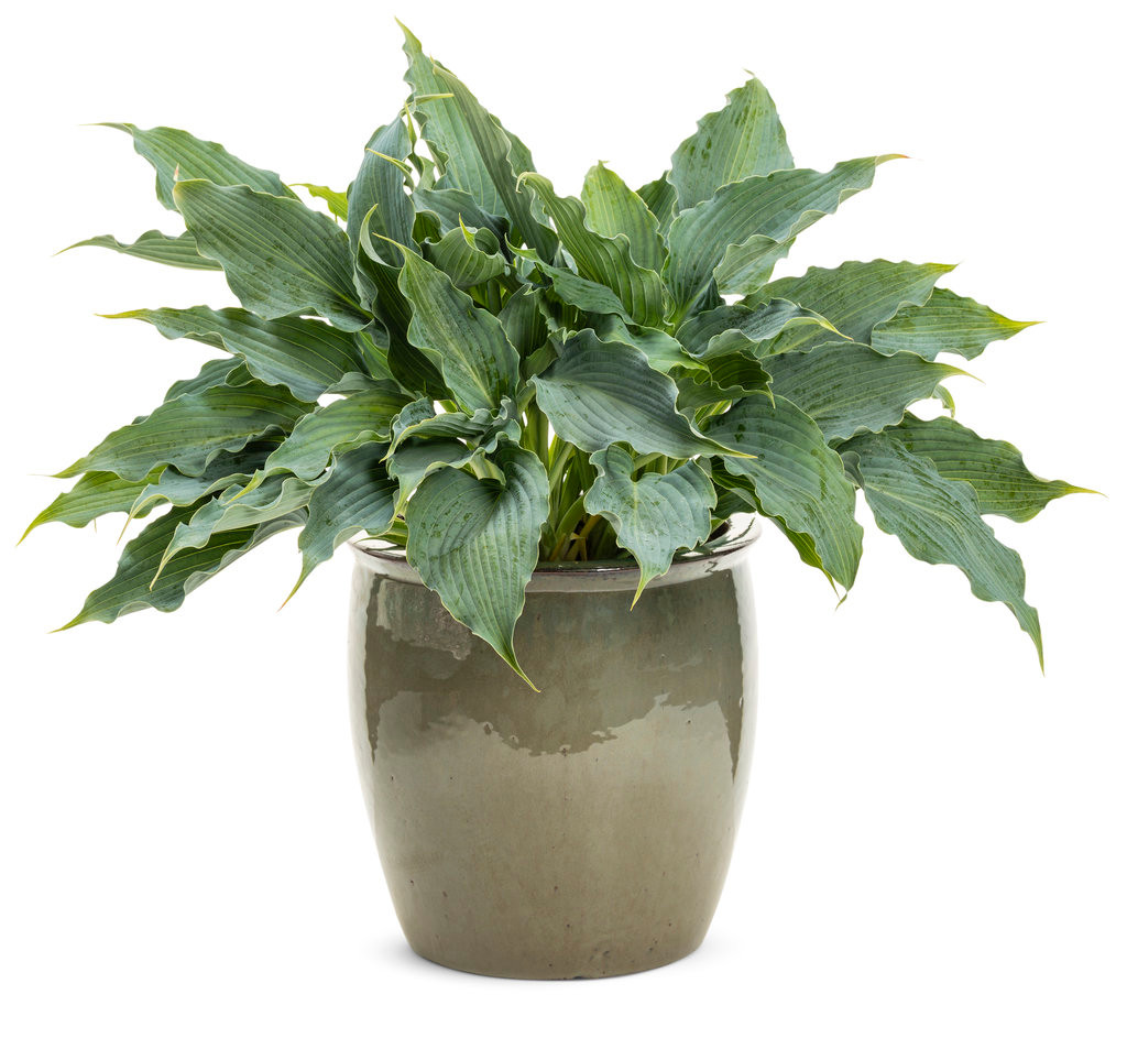 Shadowland® Waterslide Hosta | Plant Addicts