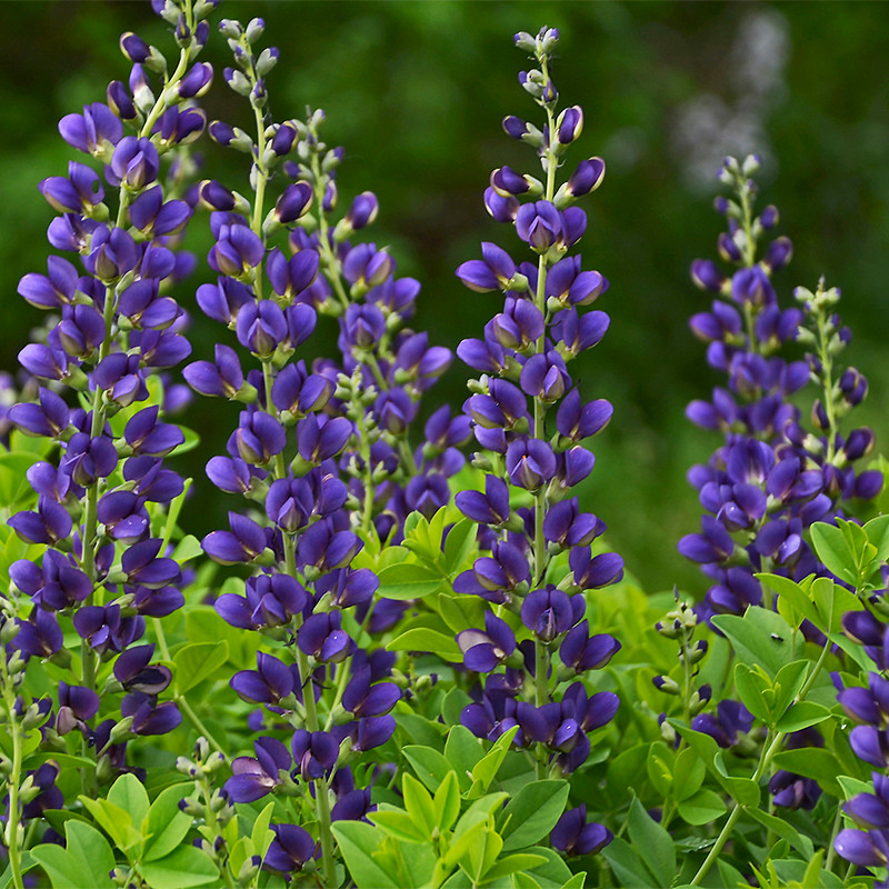 Decadence® Dark Chocolate False Indigo | Plant Addicts