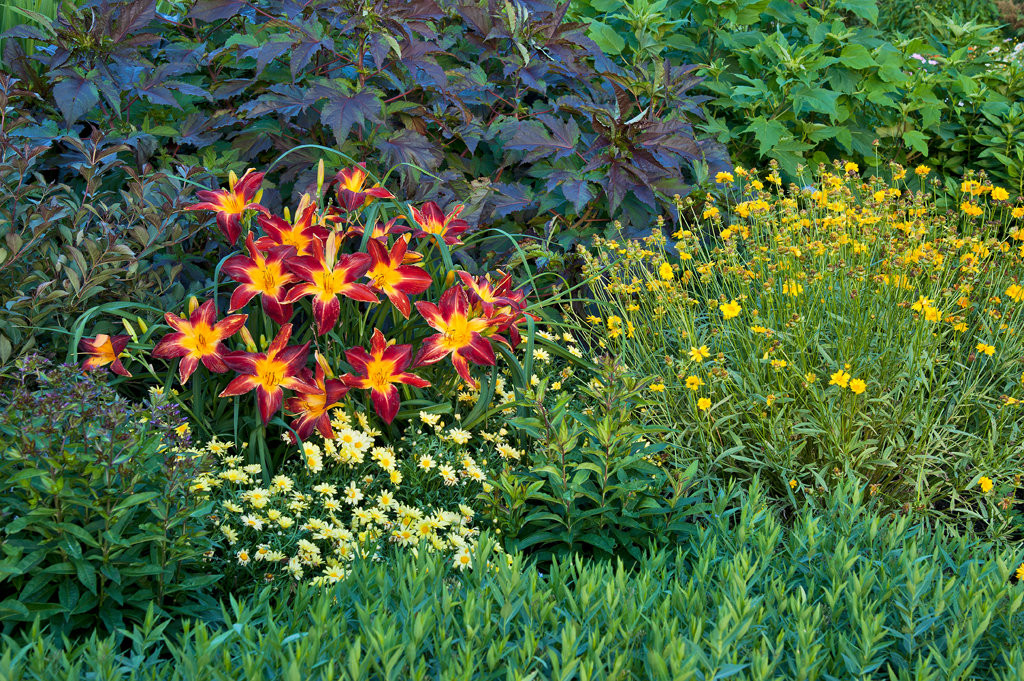 Rainbow Rhythm® Ruby Spider Daylily | Plant Addicts