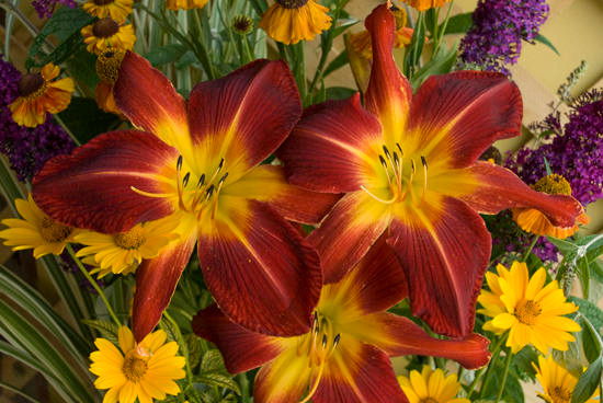 Rainbow Rhythm® Ruby Spider Daylily | Plant Addicts