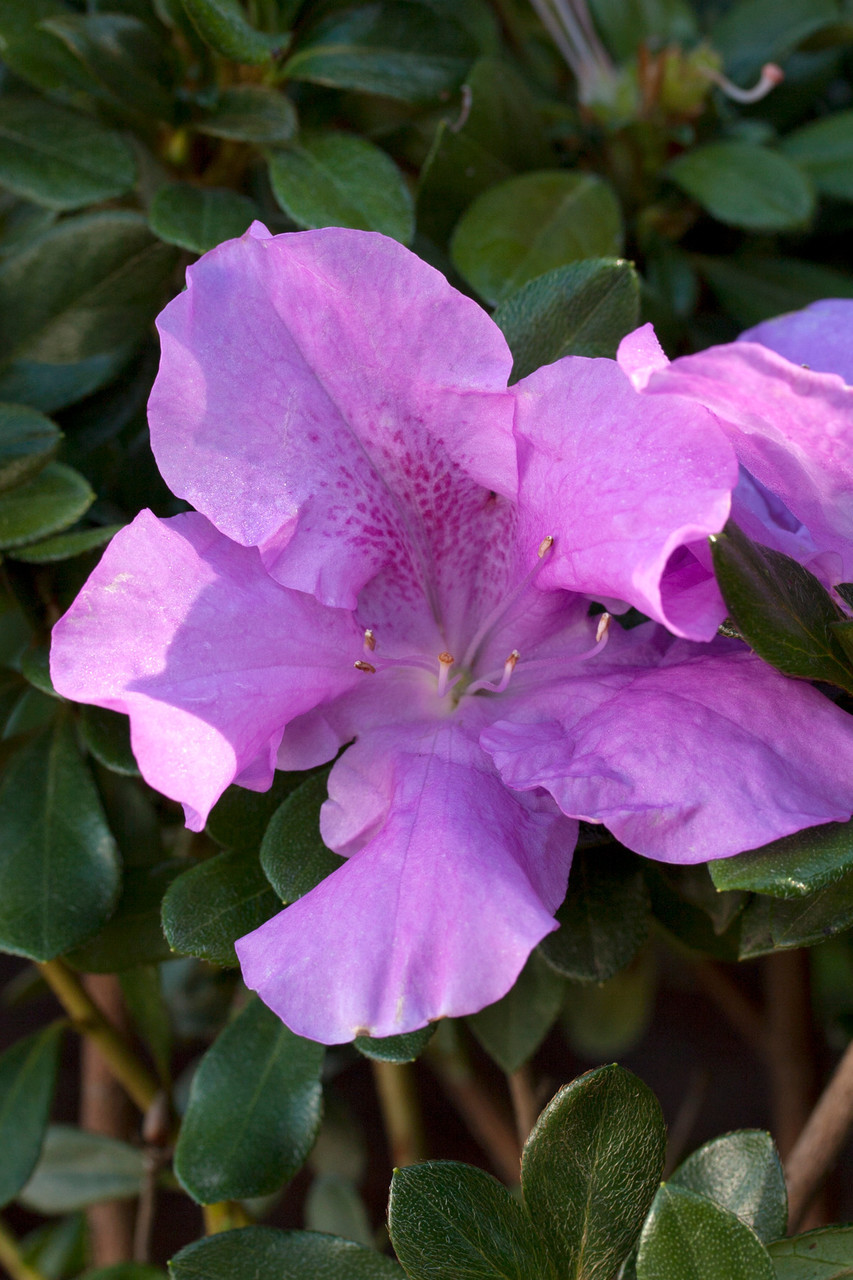 Autumn Lilac Encore Azalea | PlantAddicts.com