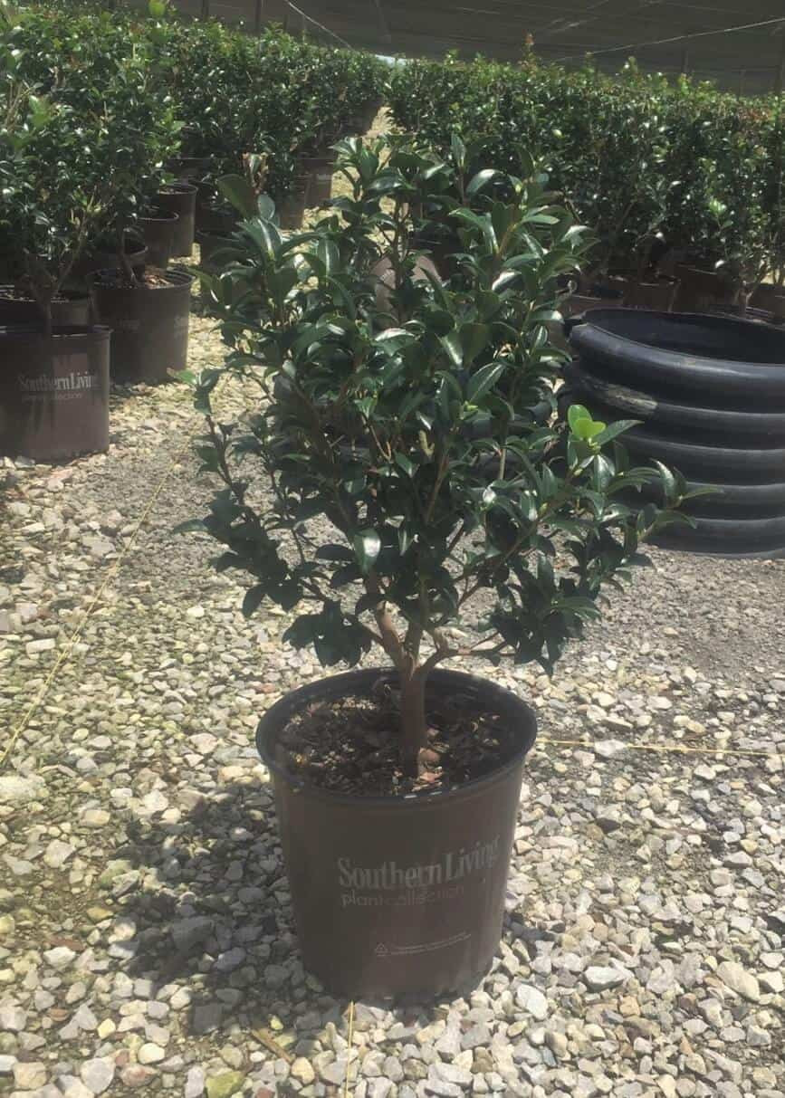 October Magic Bride Camellia | PlantAddicts.com