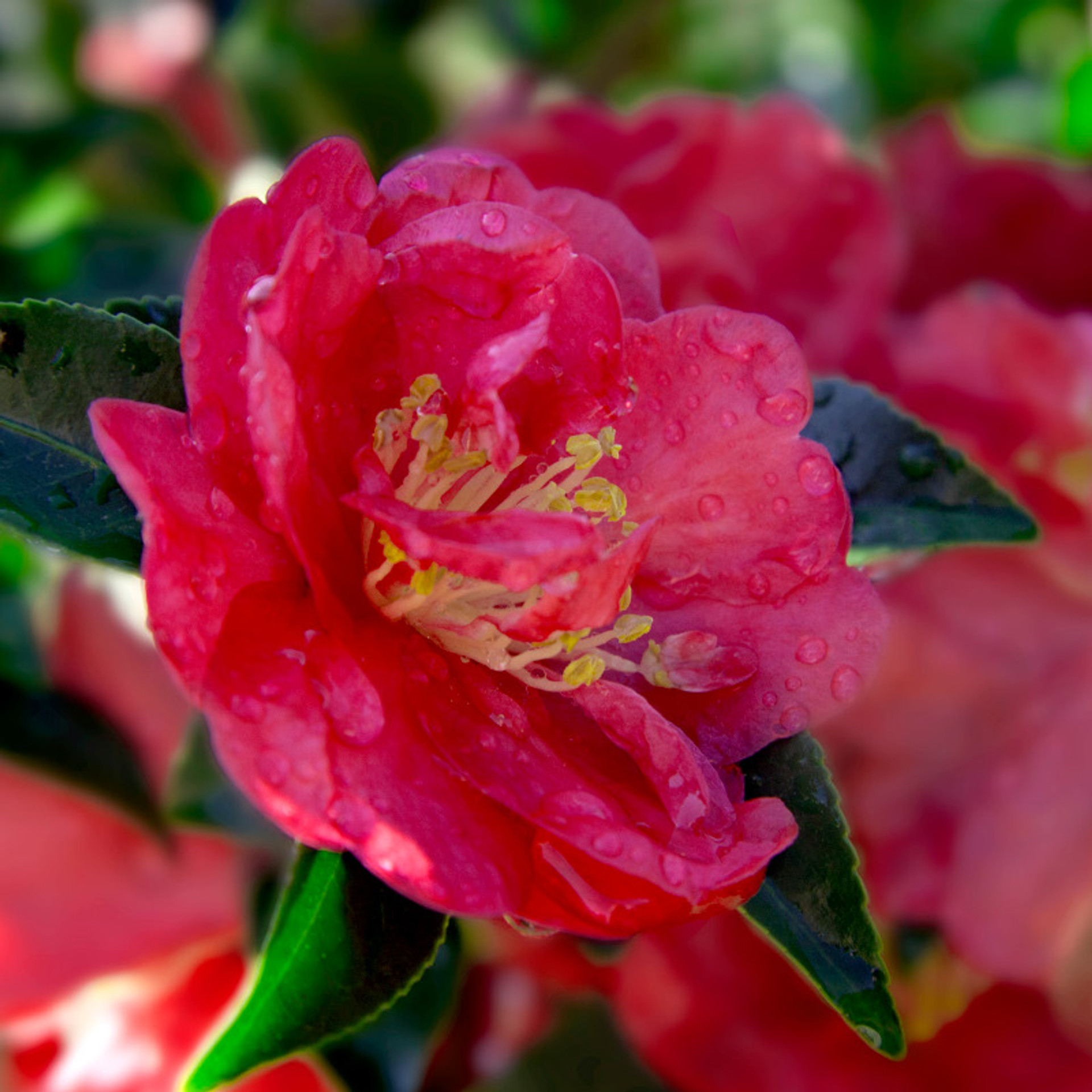 October Magic Ruby Camellia | PlantAddicts.com October Magic Ruby Camellia | PlantAddicts.com