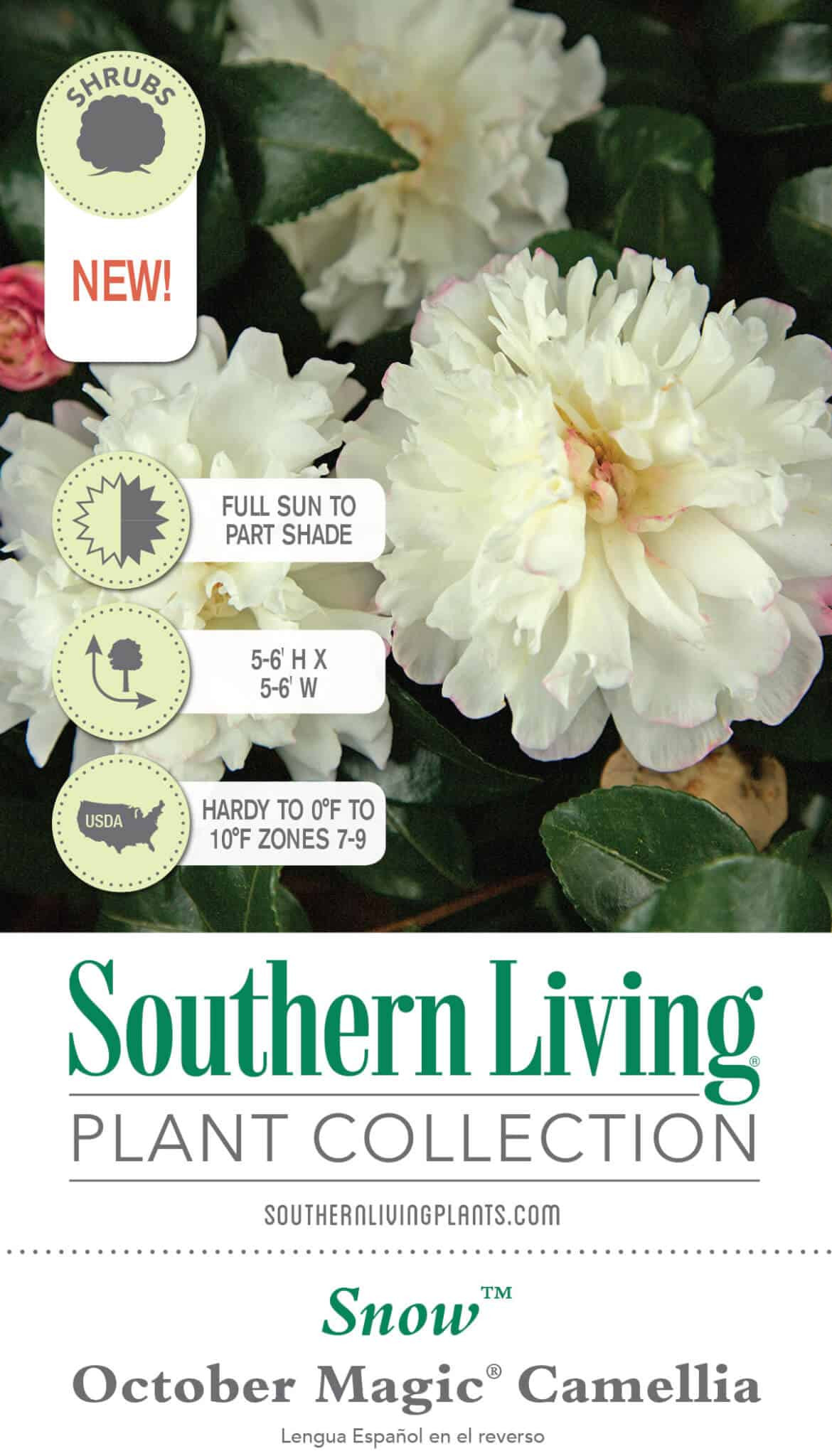 October Magic Snow Camellia | PlantAddicts.com