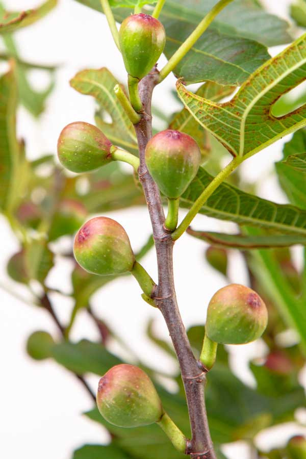 Little Miss Figgy Dwarf Fig | PlantAddicts.com