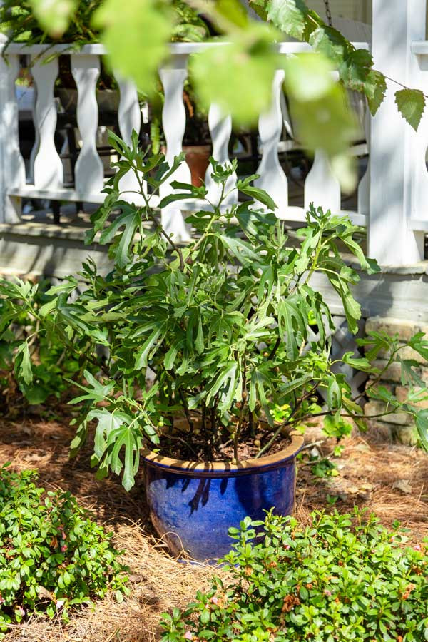 Little Miss Figgy Dwarf Fig | PlantAddicts.com