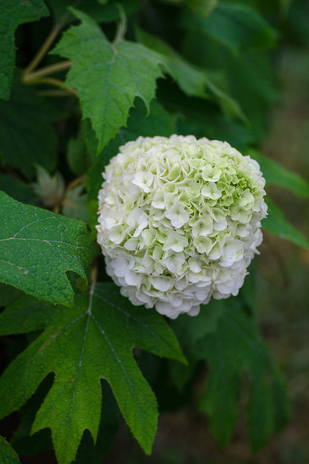 Tara Hydrangea | PlantAddicts.com