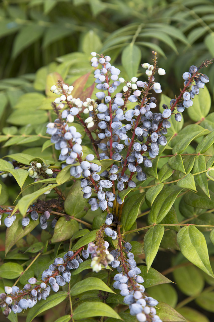 Marvel Mahonia | PlantAddicts.com