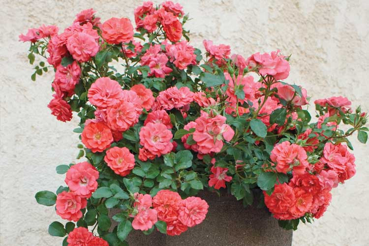 Coral Drift Groundcover Rose | PlantAddicts.com