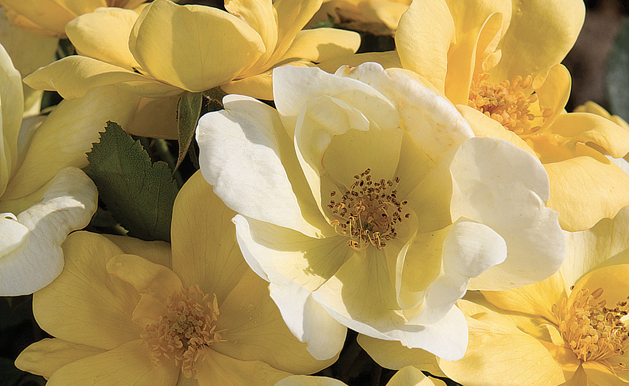 Sunny Knock Out® Rose | PlantAddicts.com