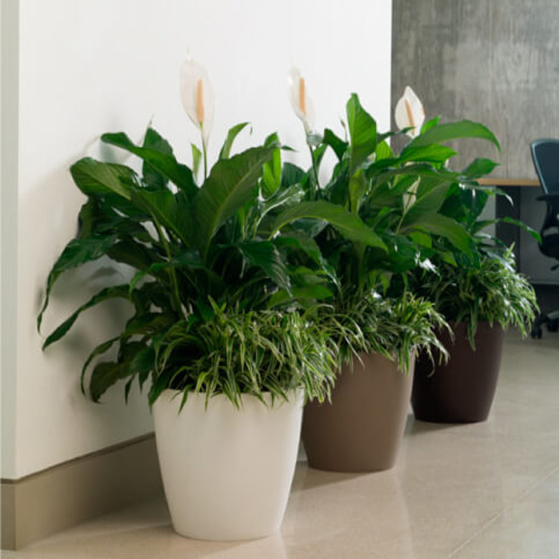 Fall Clearance | PlantAddicts.com
