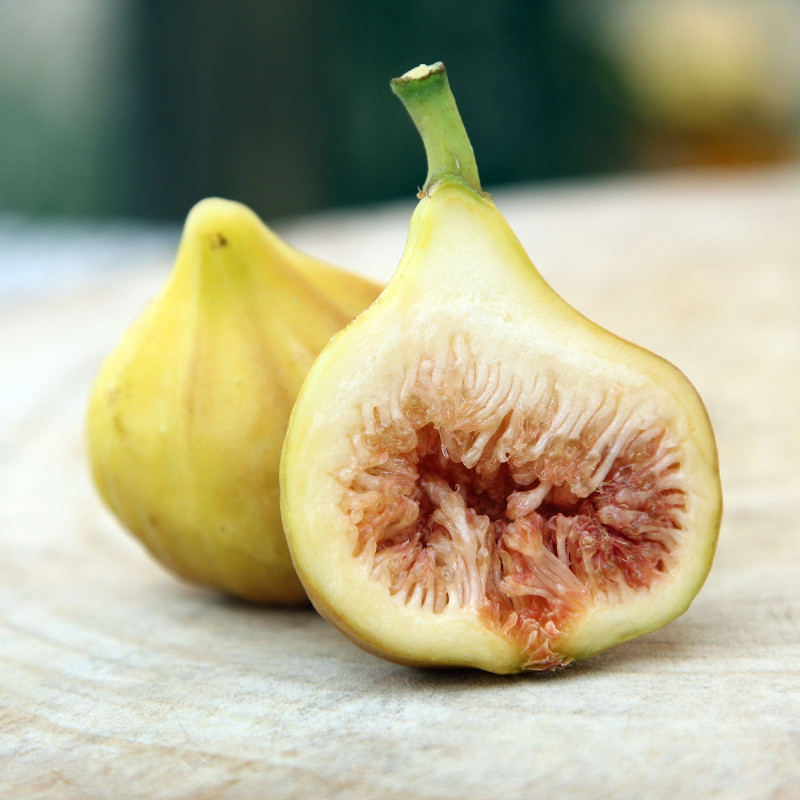 LSU Gold Fig Tree | Plant Addicts