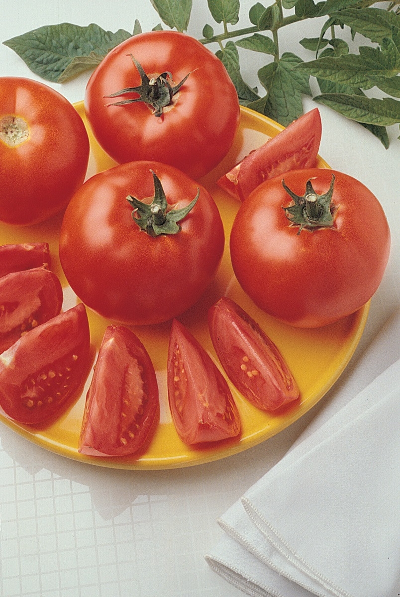 Bush Early Girl Tomato | Plant Addicts