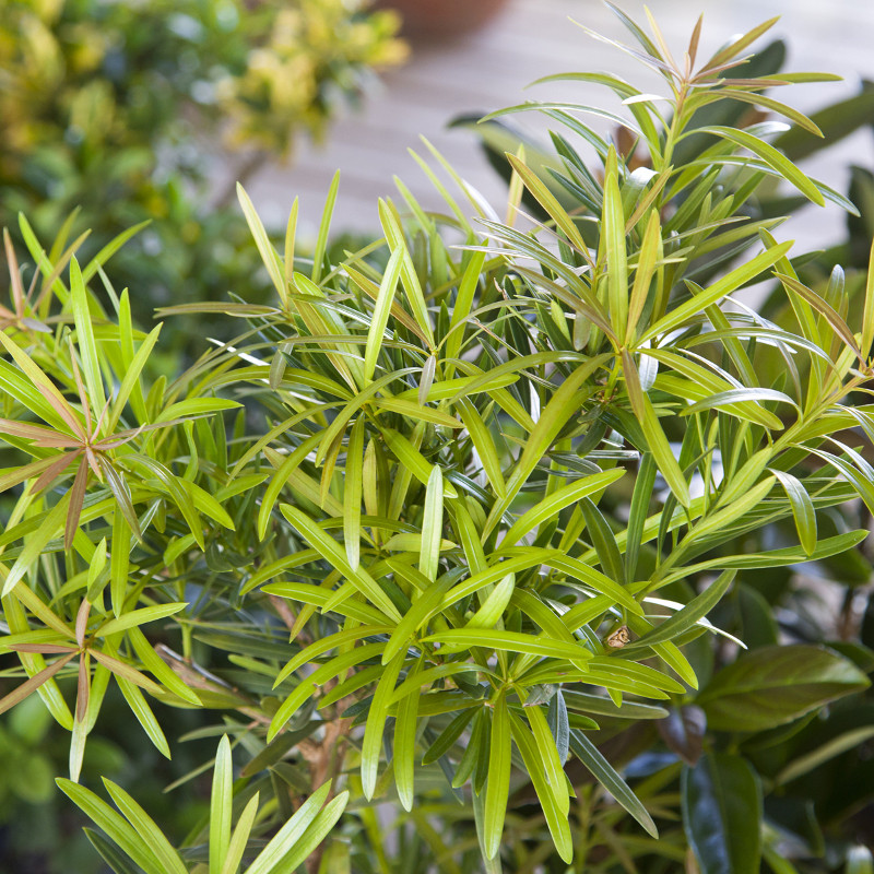 Roman Candle Podocarpus | PlantAddicts.com