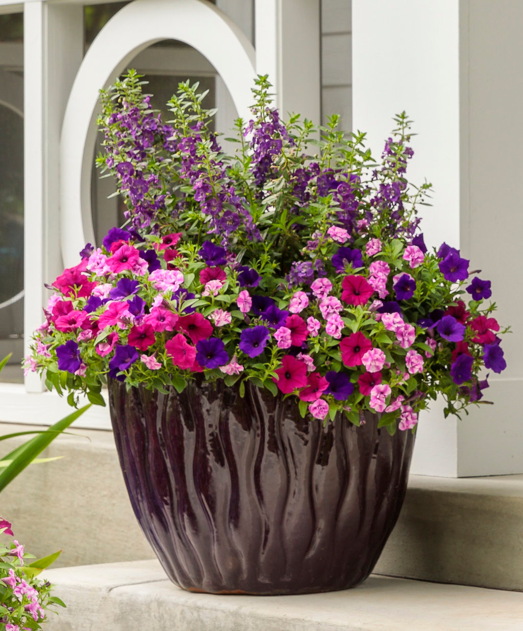 Angelface® Blue Summer Snapdragon | Plant Addicts