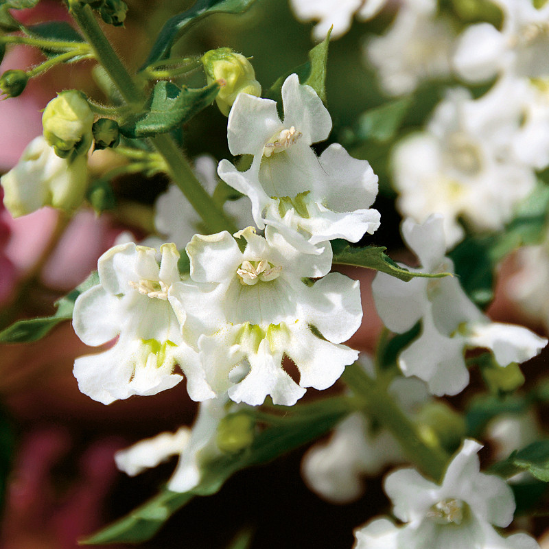 Summer Snapdragons | Angelonia | Plant Addicts