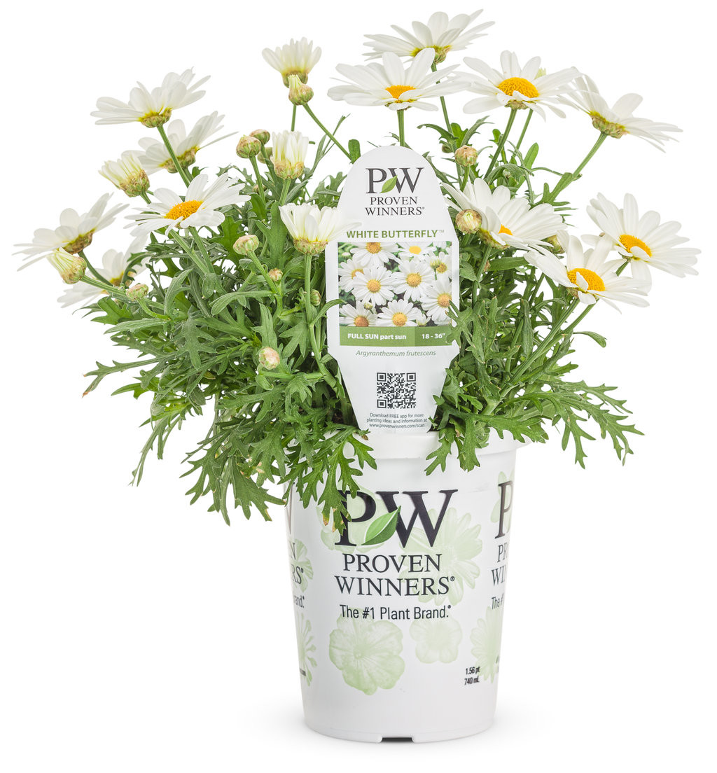 Pure White Butterfly® Marguerite Daisy | Plant Addicts