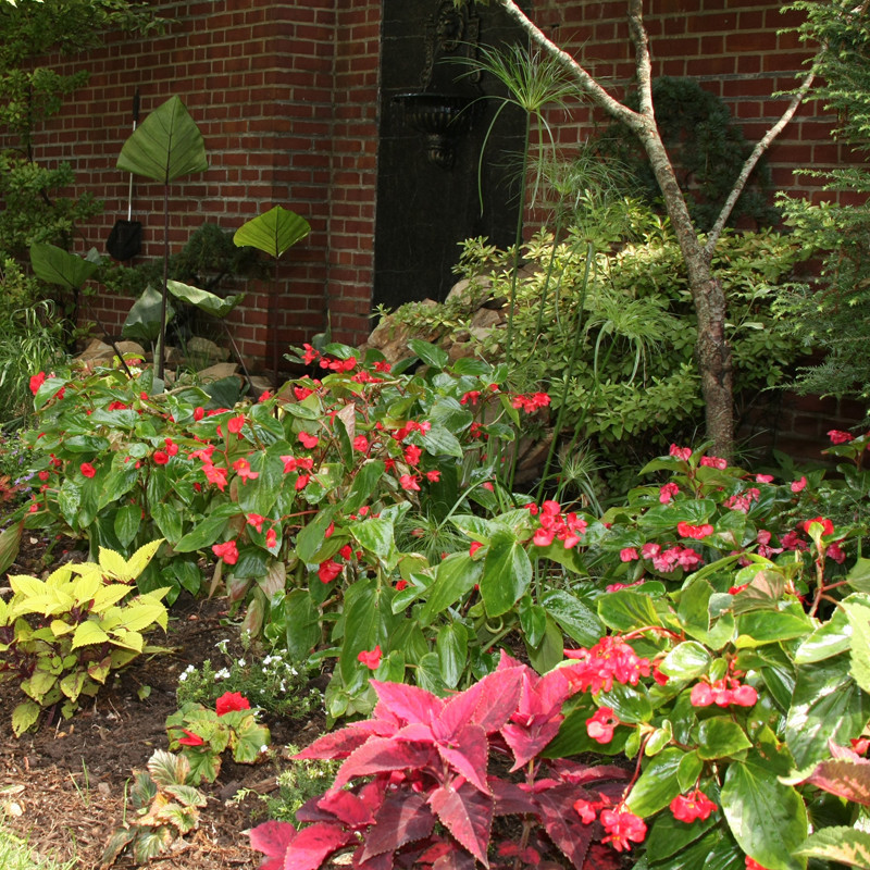 Surefire® Red Begonia | Plant Addicts