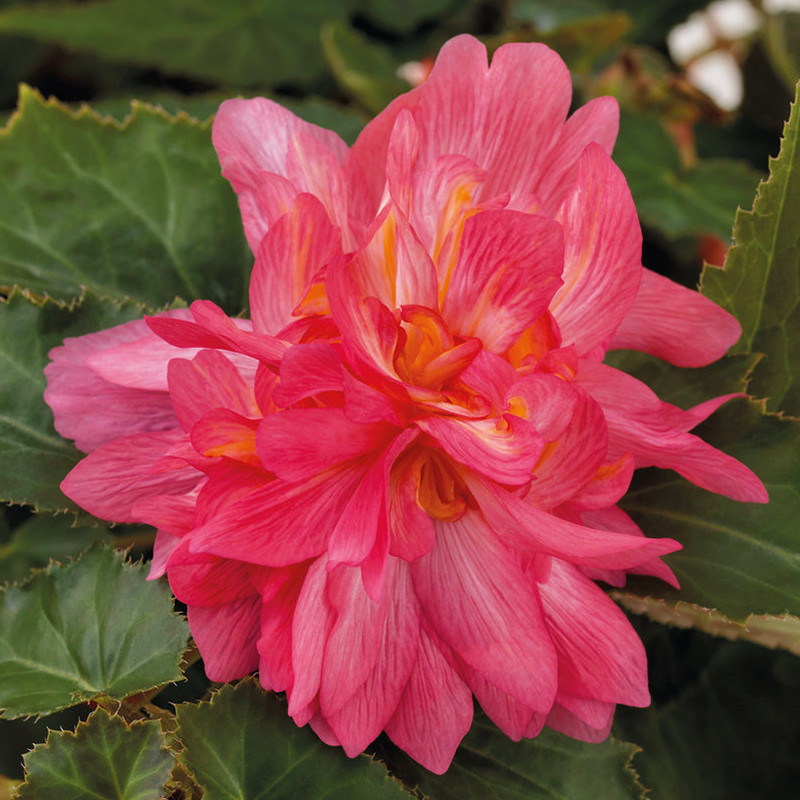 Funky® Pink Begonia | Plant Addicts