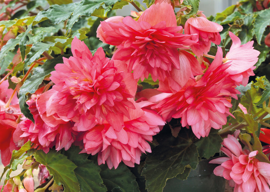 Funky® Pink Begonia | Plant Addicts