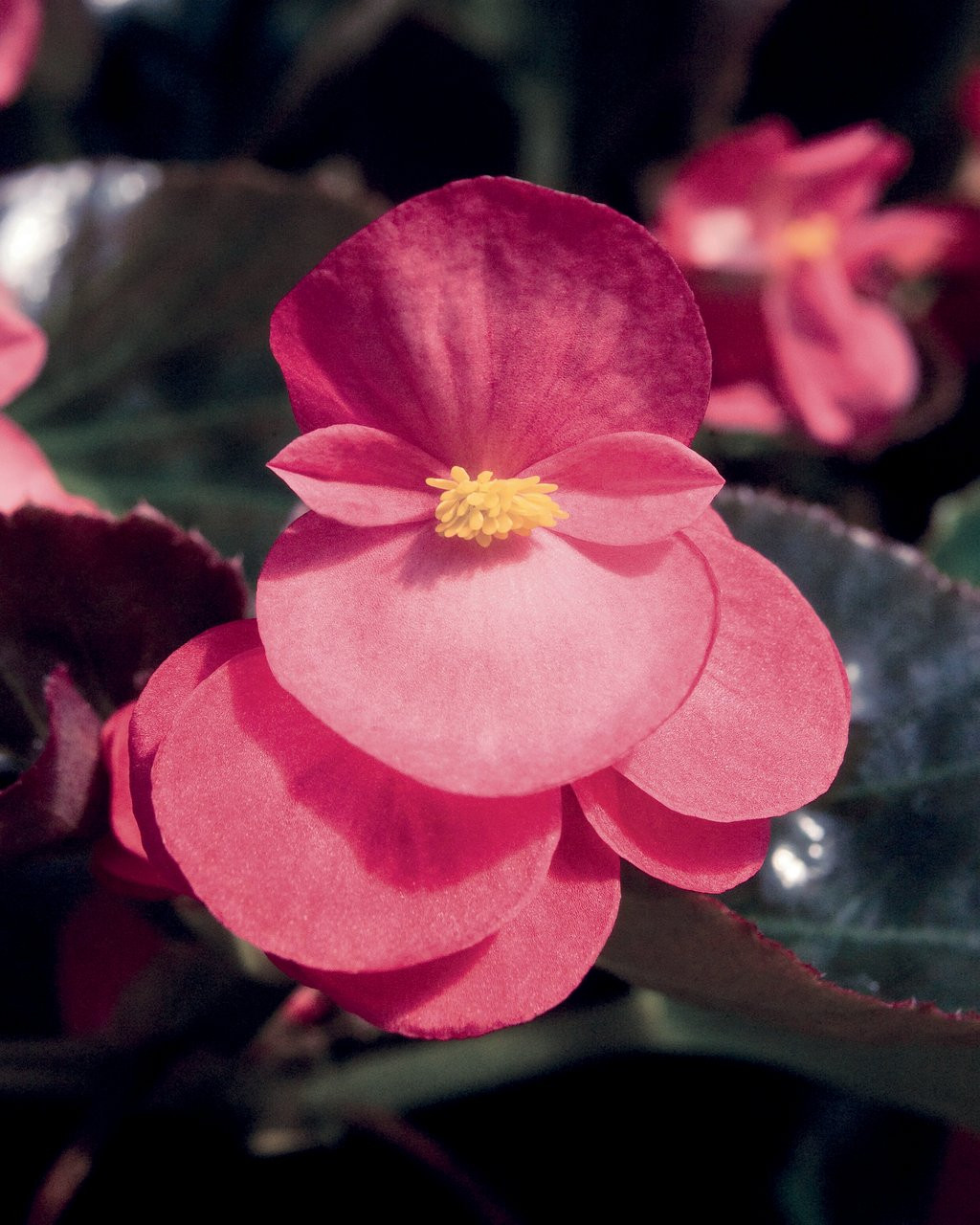 Surefire® Rose Begonia | Plant Addicts