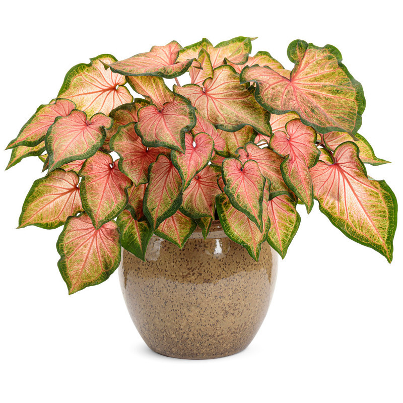 Heart to Heart® Scarlet Flame Caladium | Plant Addicts