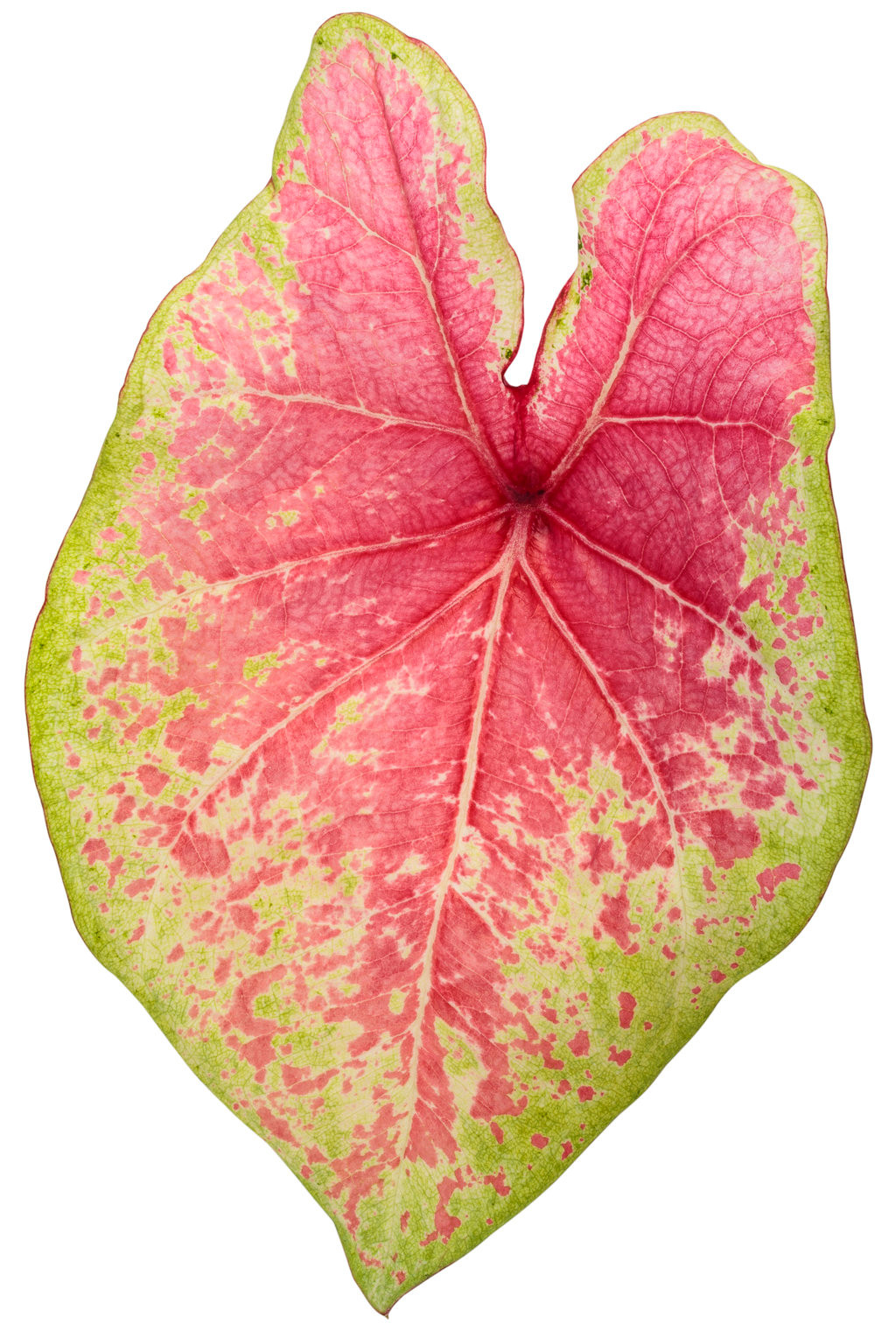 Heart to Heart® Raspberry Moon Caladium | Plant Addicts