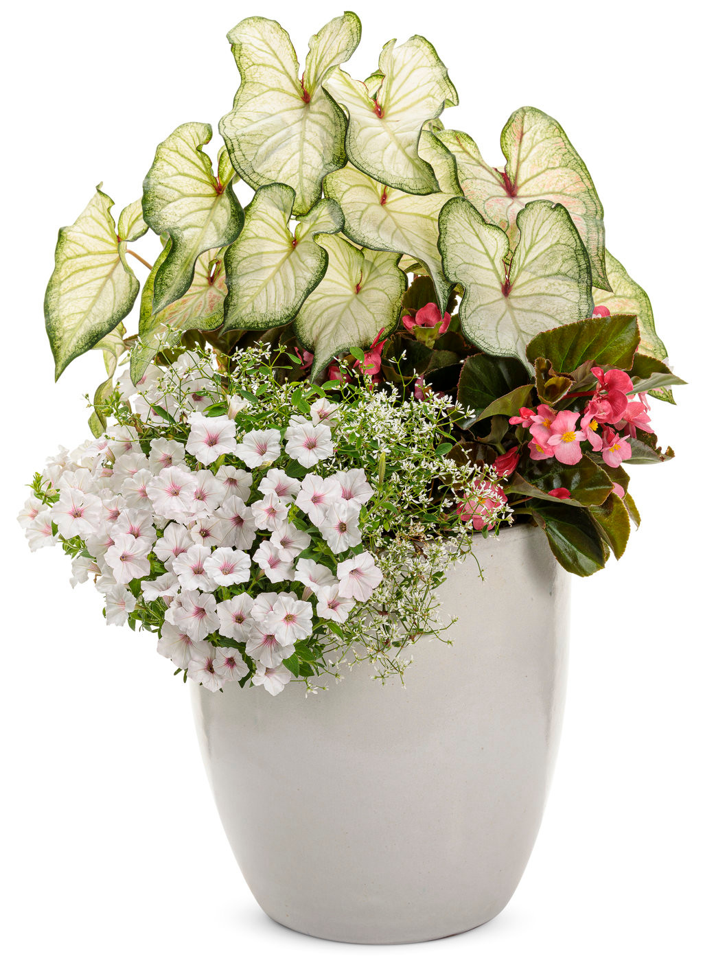 Heart to Heart® White Wonder Caladium | Plant Addicts